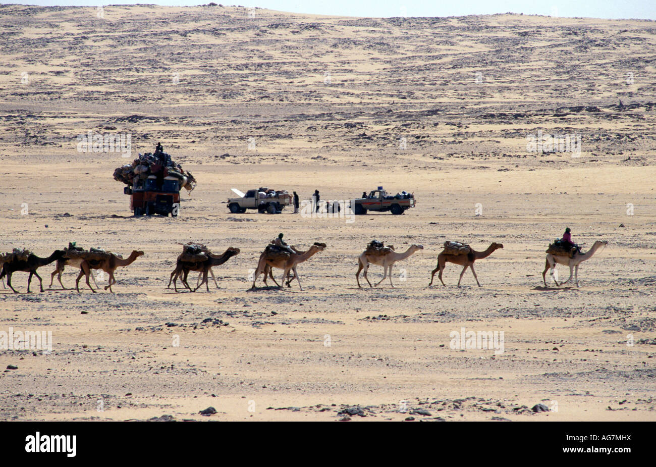 Niger Tenere Tuareg tribe doing traditional salt caravan from Agadez to ...