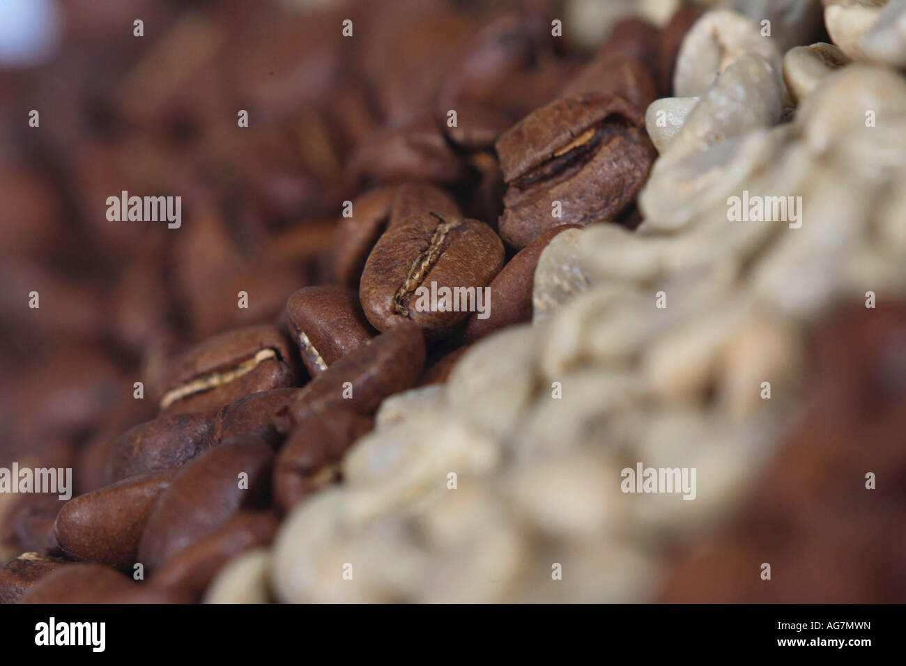 Jamaica blue mountain coffee beans hi-res stock photography and images ...