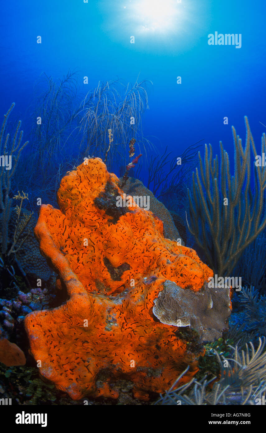 Elephant Ear Sponge in the Caribbean Stock Photo - Alamy