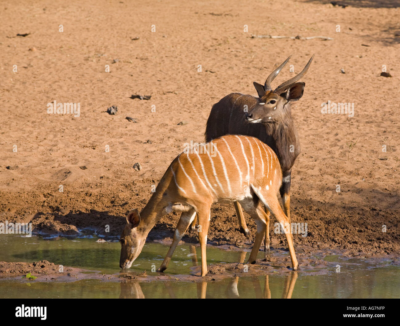Nyala coat hi-res stock photography and images - Alamy