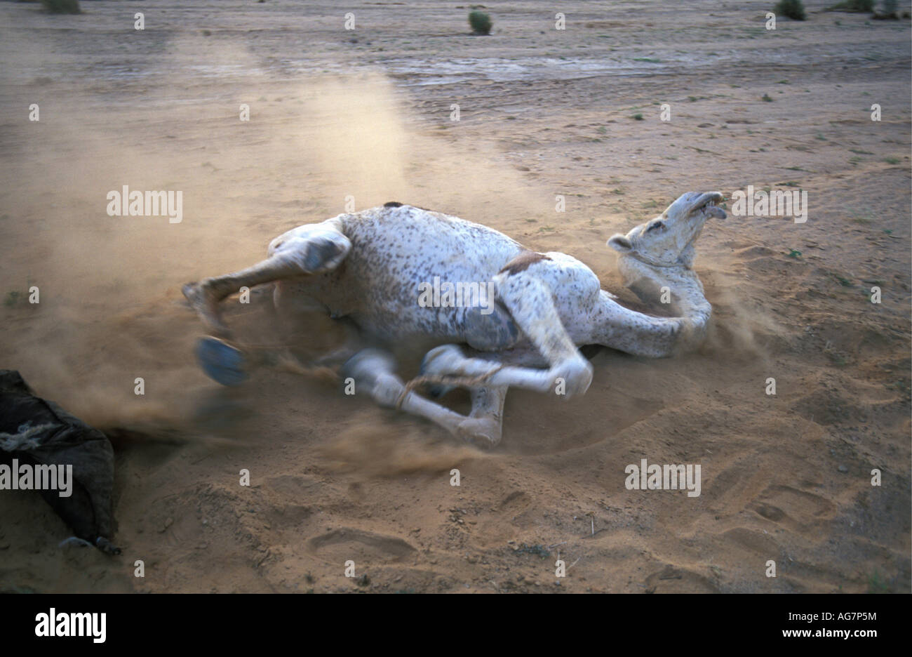 Tuareg caravan hi-res stock photography and images - Alamy