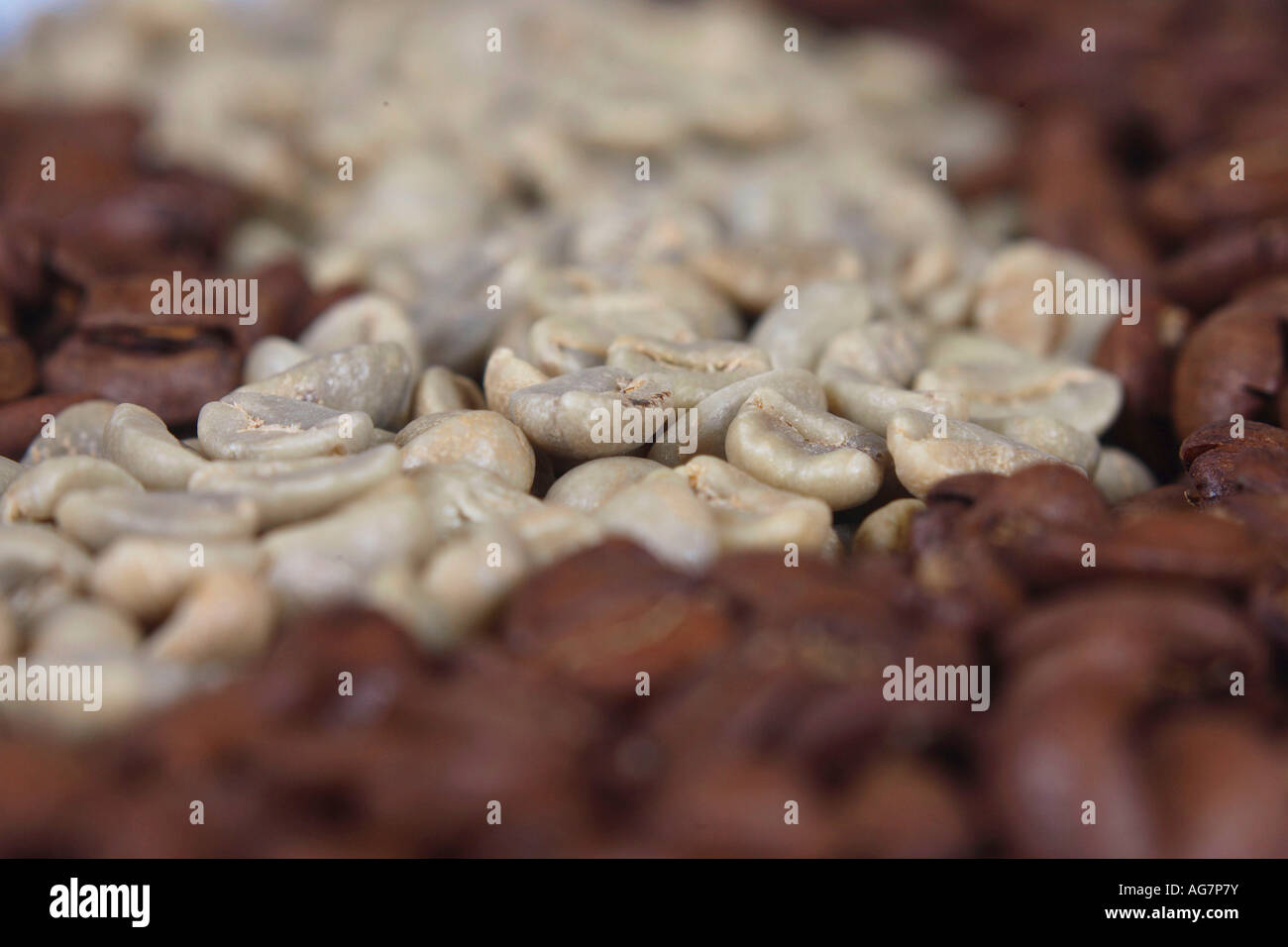Jamaica blue mountain coffee beans hi-res stock photography and images ...