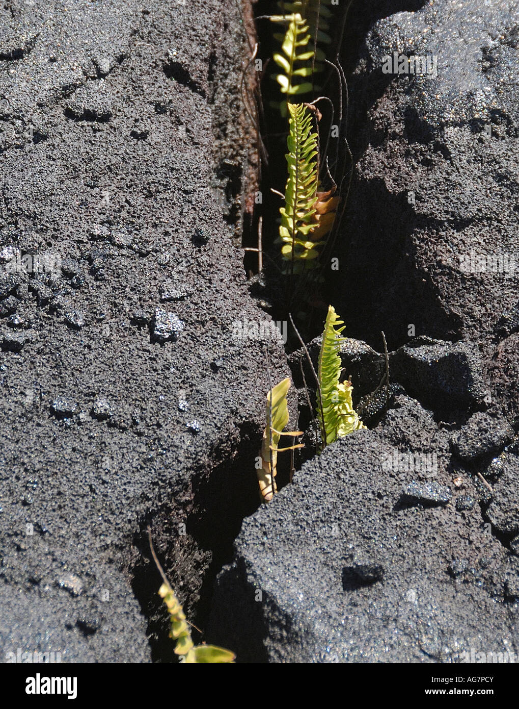 frozen lava and revegetation Stock Photo - Alamy