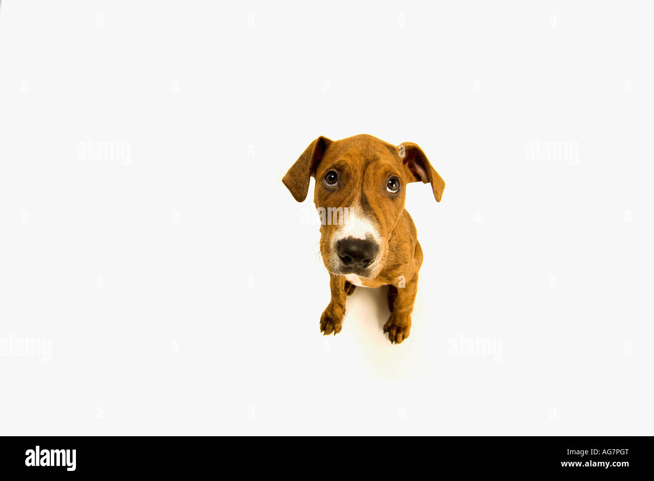 High angle view animal Cut Out Stock Images & Pictures - Alamy