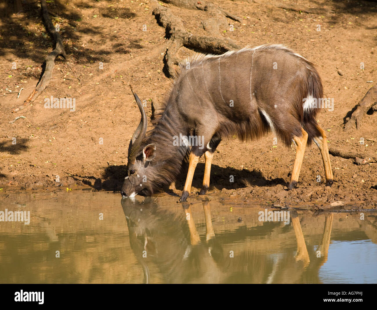 nyala male drinking Stock Photo - Alamy