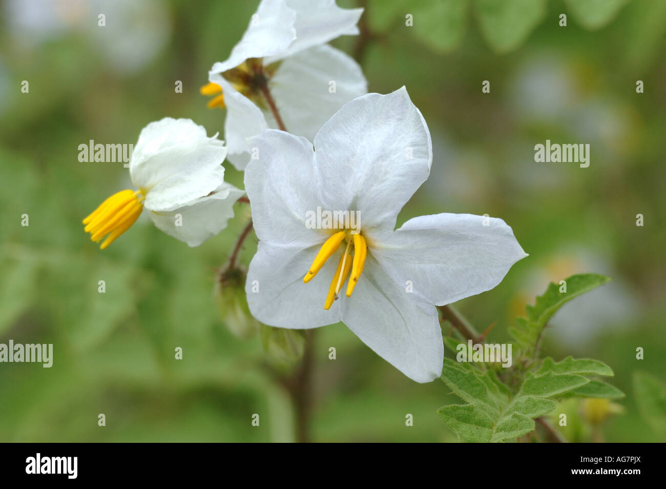 Sticky nightshade Solanum Sisymbriifolium Stock Photo - Alamy