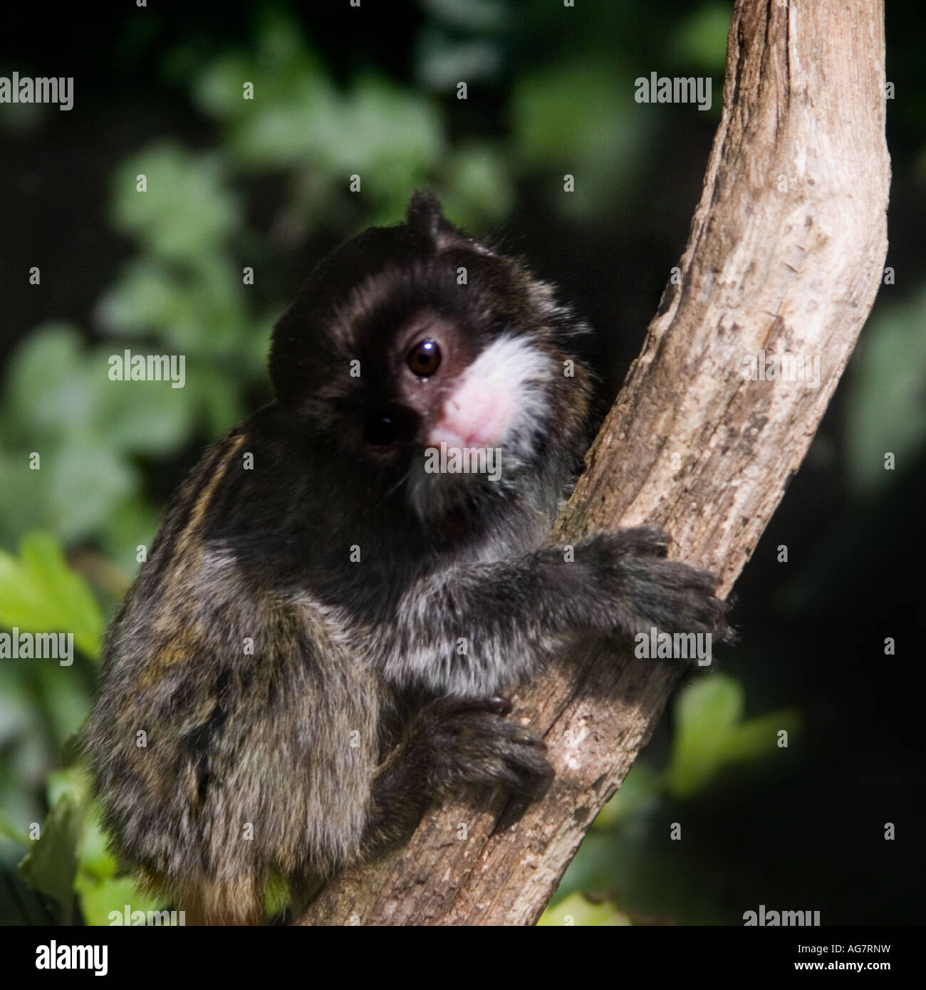 Emperor tamarin sanguinus imperator hi-res stock photography and images ...
