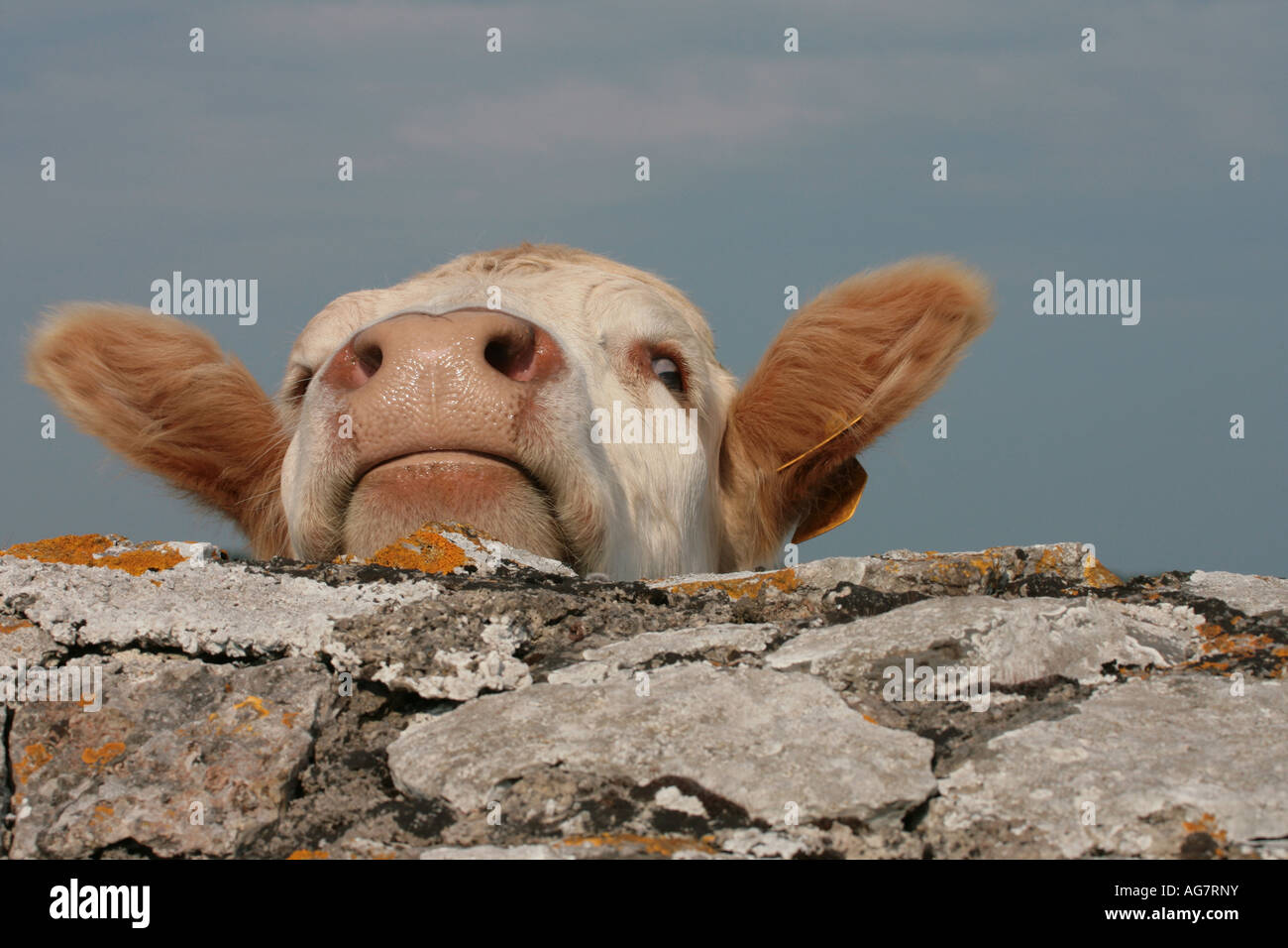 Cow looking over a stone wall Stock Photo - Alamy