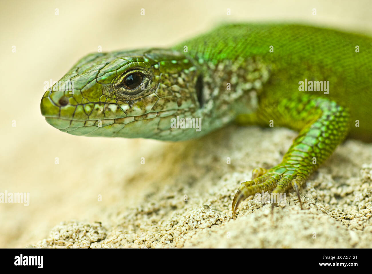 European Green Lizard close up Stock Photo - Alamy