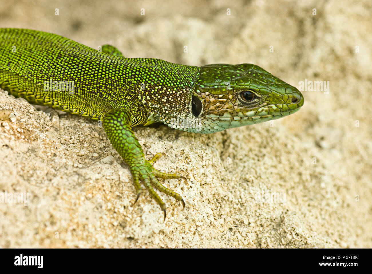 European Green Lizard on rock Stock Photo - Alamy