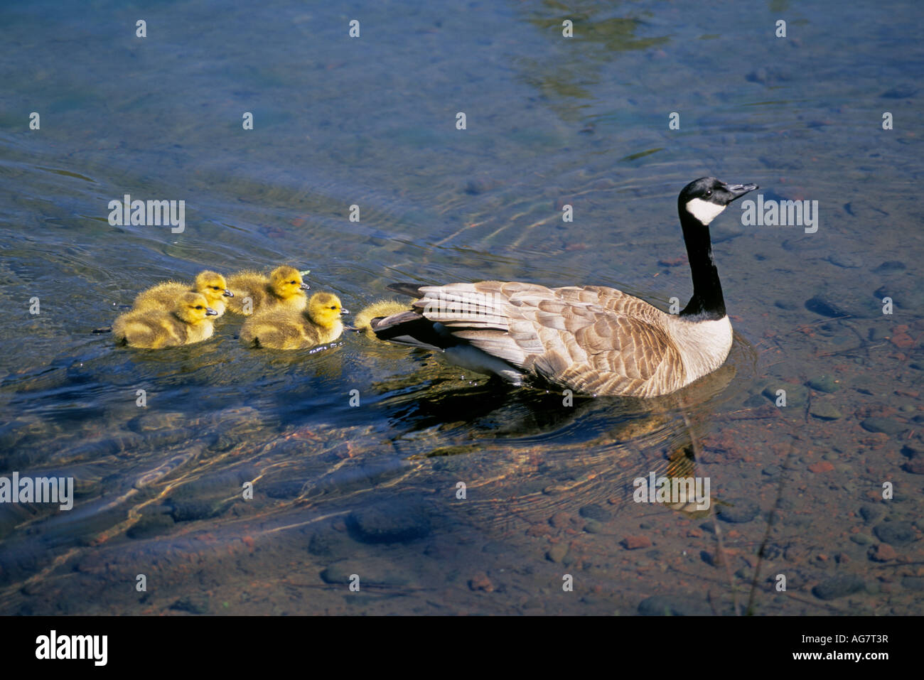 Mother goose and baby goose hi-res stock photography and images - Alamy