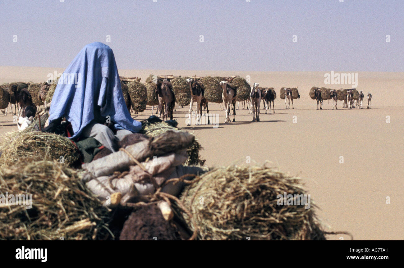 Niger Tenere Tuareg tribe doing traditional salt caravan from Agadez to ...