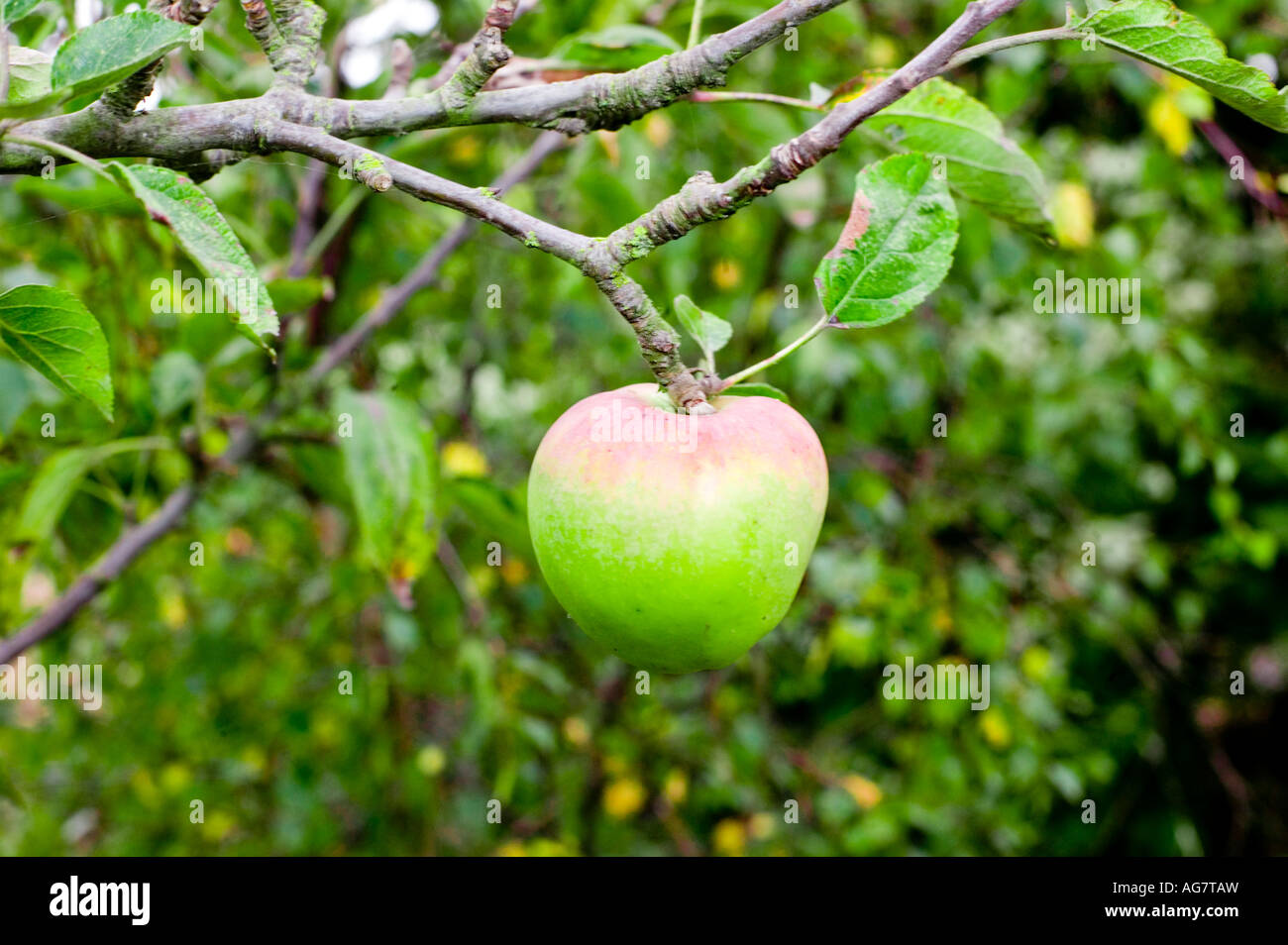 Eden apple variety hi-res stock photography and images - Alamy