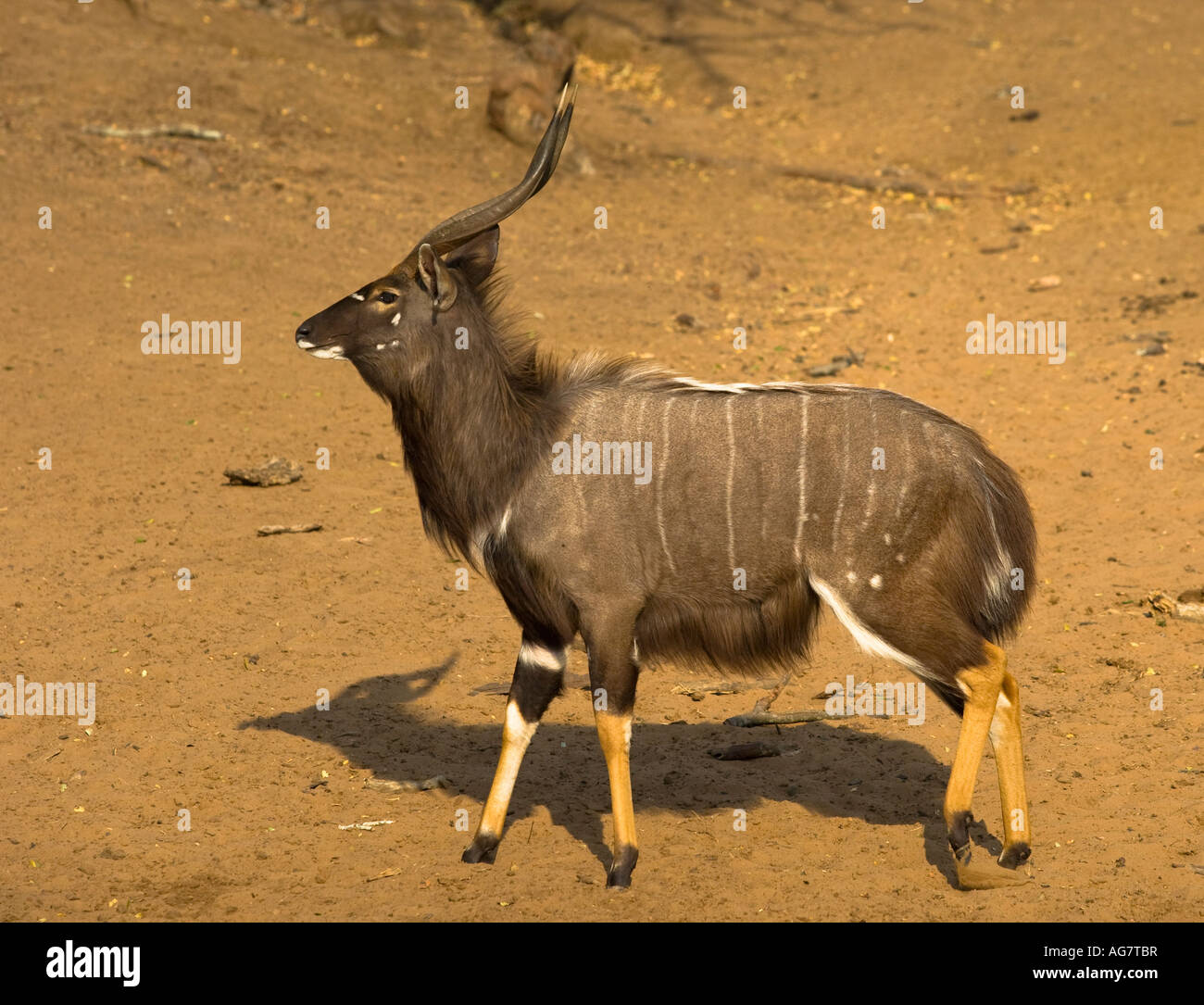 Nyala coat hi-res stock photography and images - Alamy