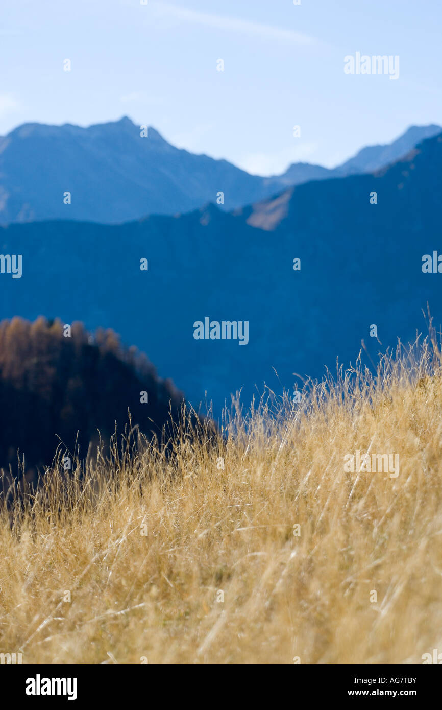 Grass growing in Mountain valley Stock Photo - Alamy