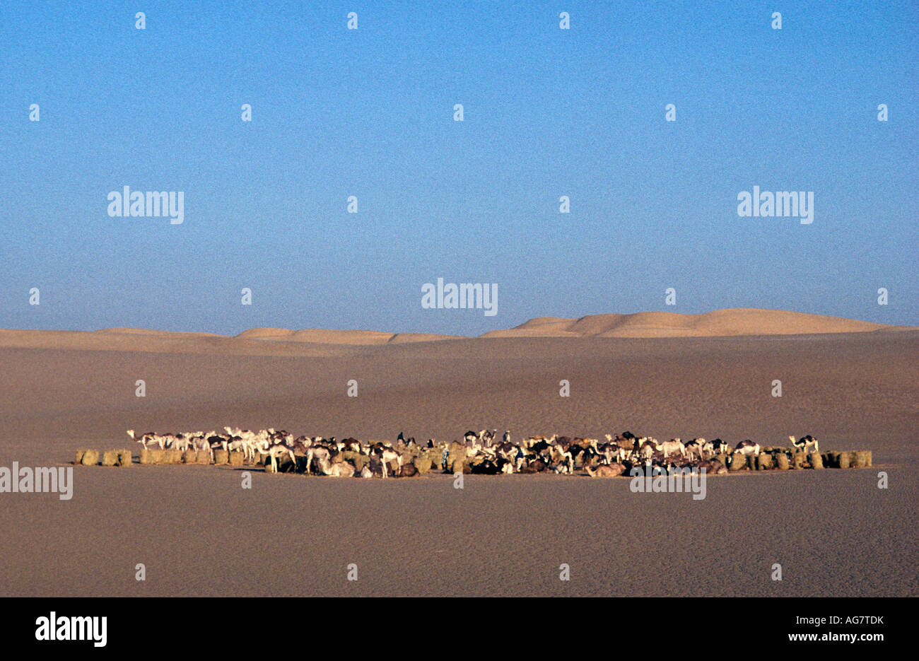 Niger Tenere Tuareg tribe doing traditional salt caravan from Agadez to ...
