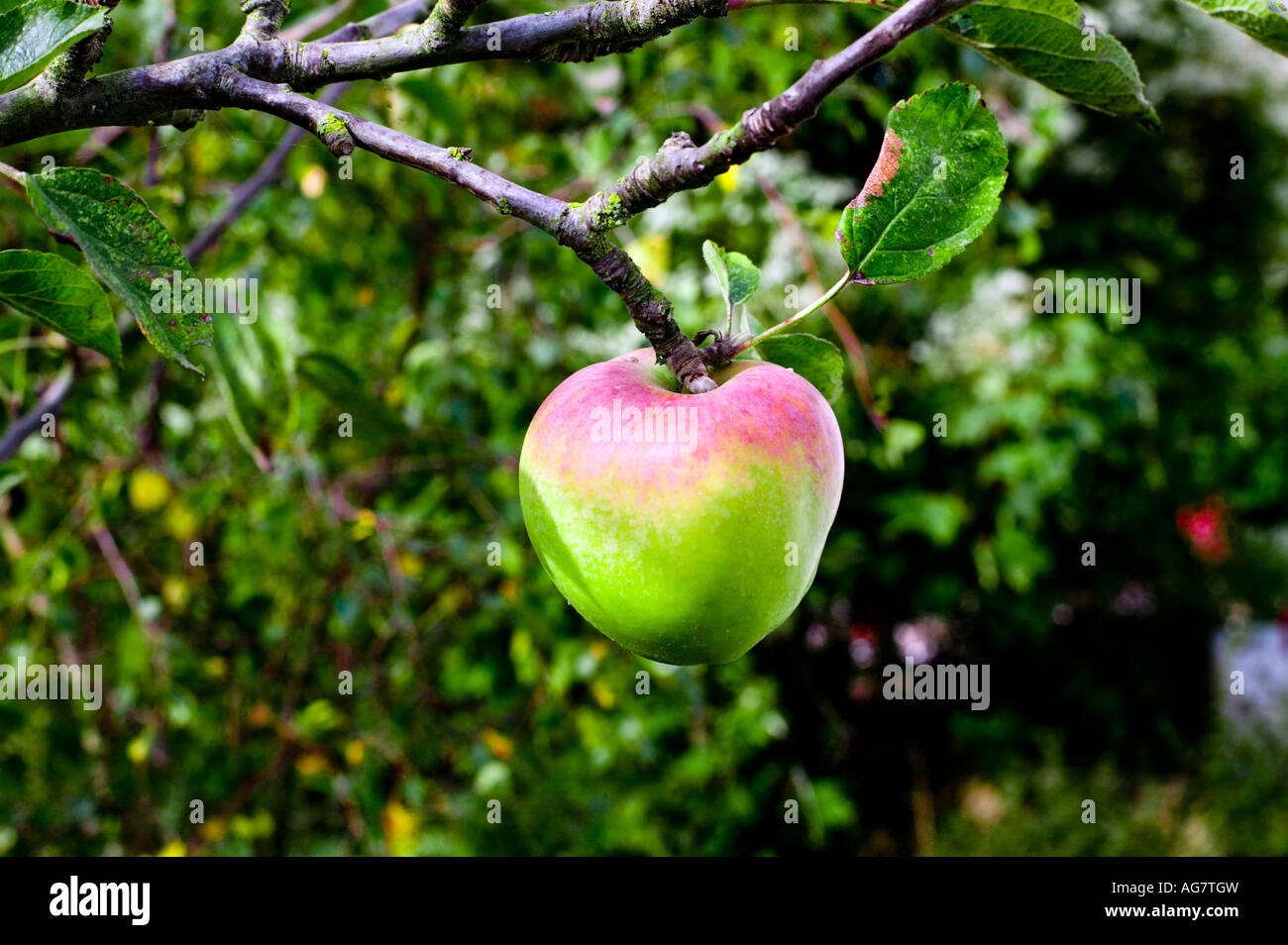 Ripe apple on a tree in orchard in Sussex Stock Photo - Alamy