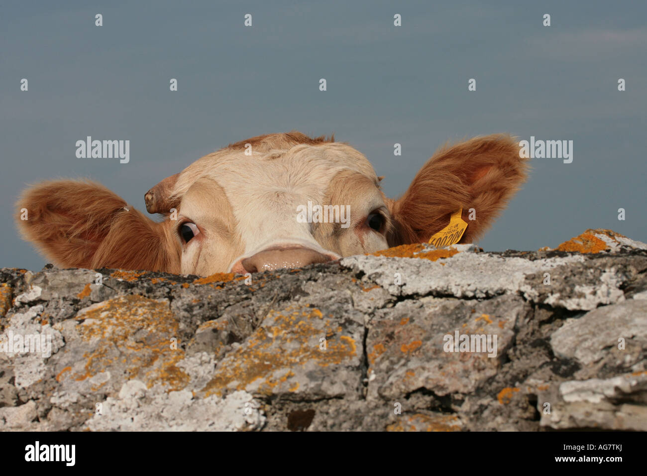 Cow looking over a stone wall Stock Photo - Alamy