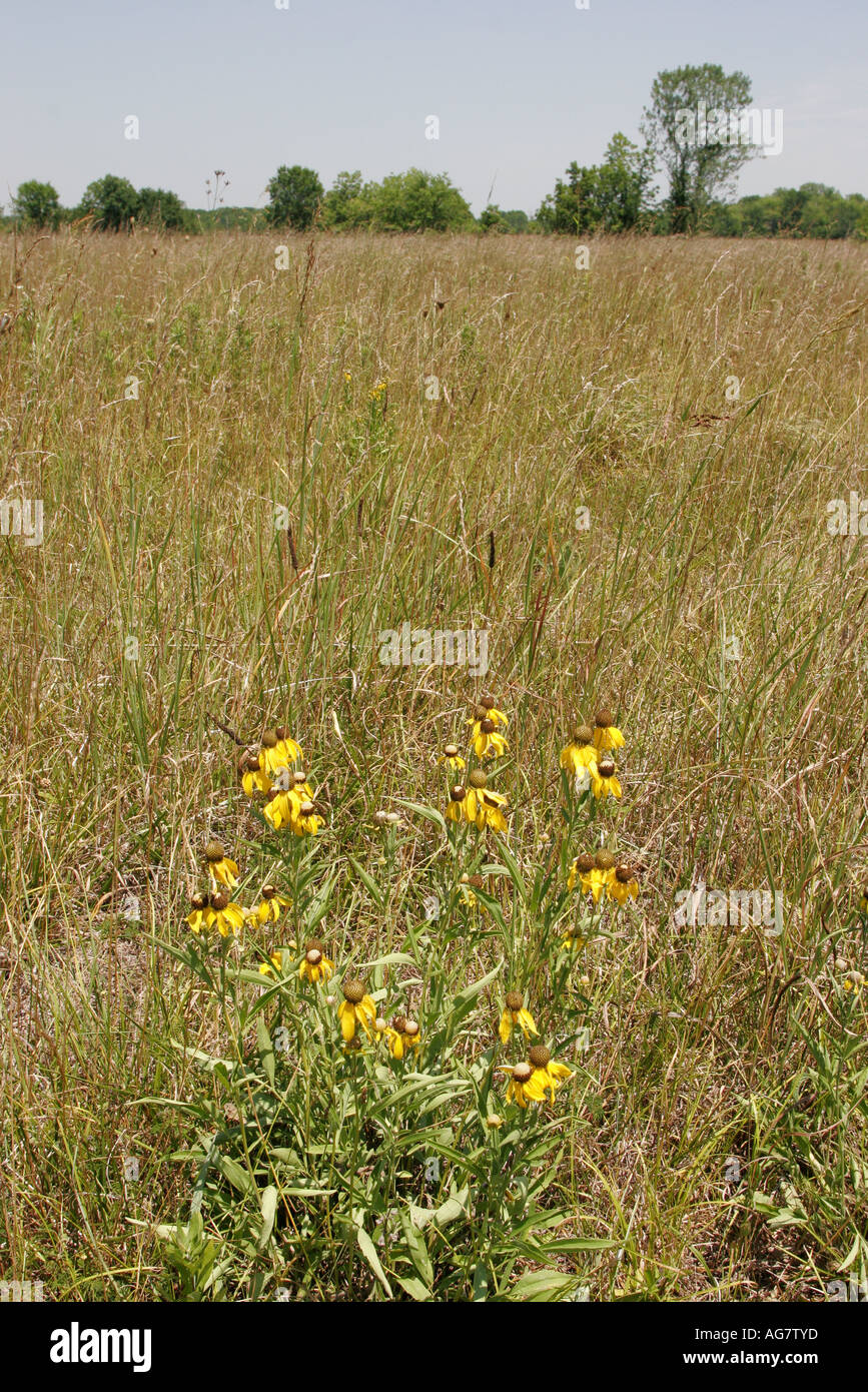 Black Belt Prairie at James Loman blog