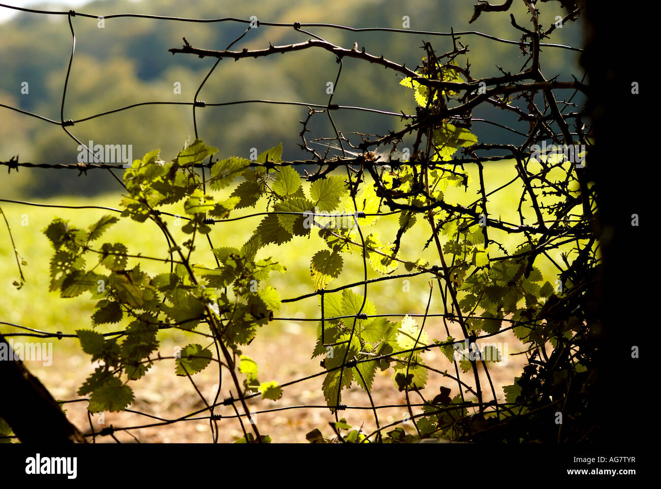 Nettles growing on a wire fence on the edge of an english field Stock ...