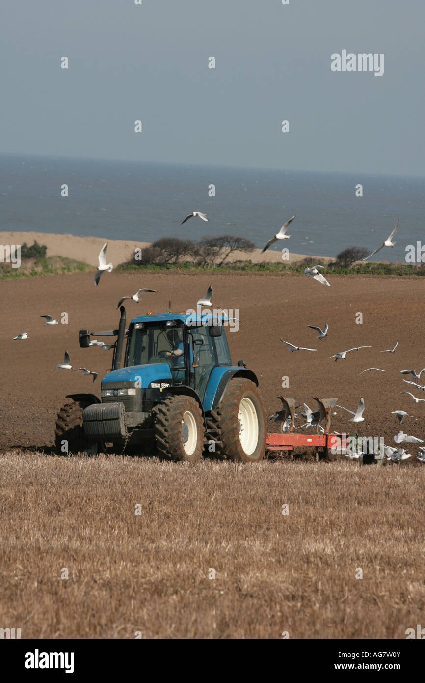 Gulls following a ploughing tractor Stock Photo - Alamy