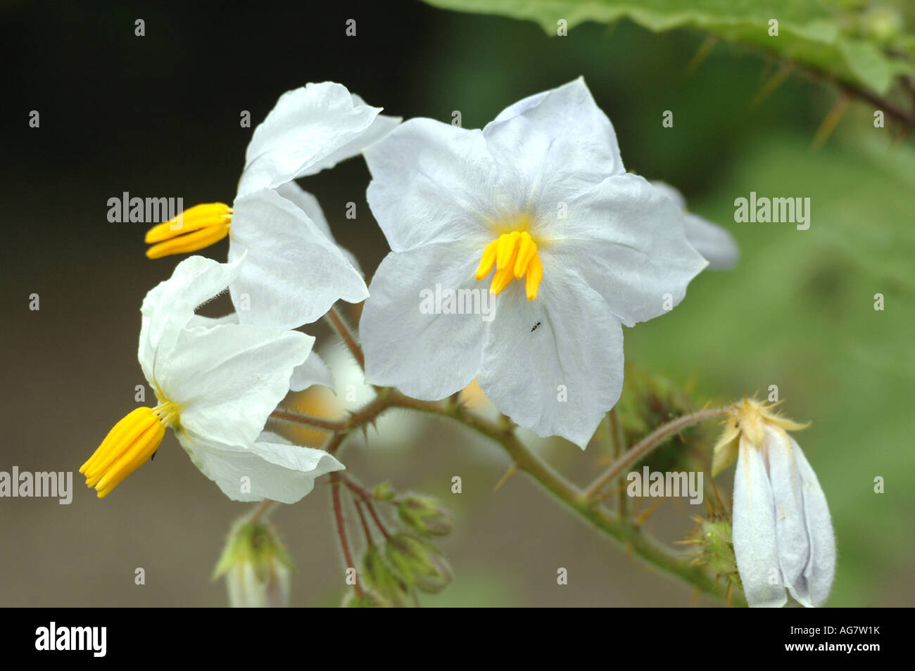 Sticky nightshade Solanum Sisymbriifolium Stock Photo - Alamy