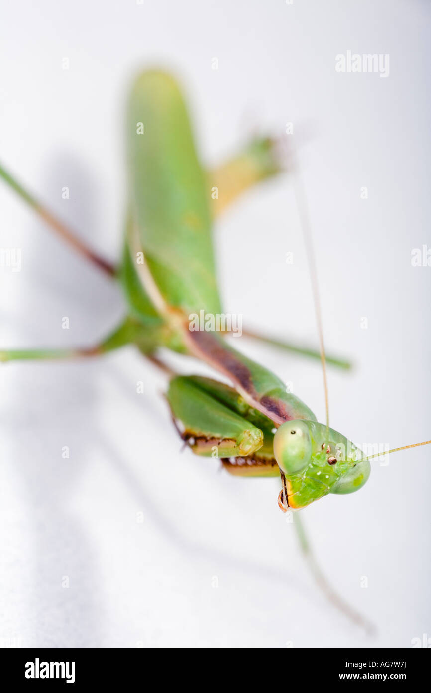 Green praying mantid Spain Young individual Stock Photo - Alamy