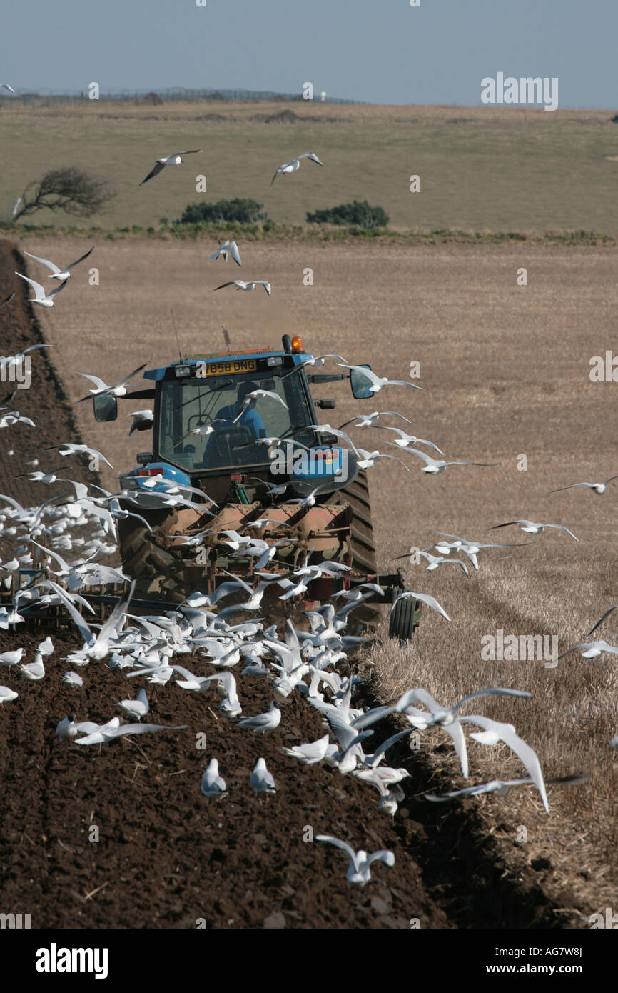 Tractor ploughing with gulls flying behind Stock Photo - Alamy