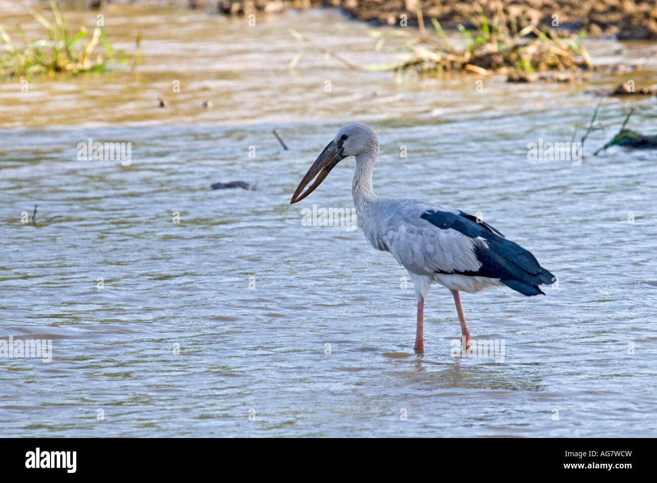 Asian openbill sri lanka hi-res stock photography and images - Alamy