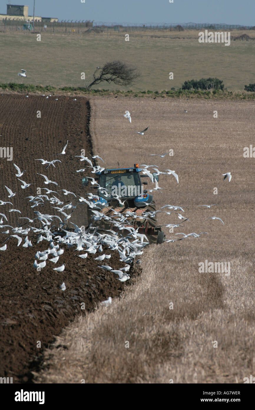 Tractor ploughing with gulls flying behind Stock Photo - Alamy
