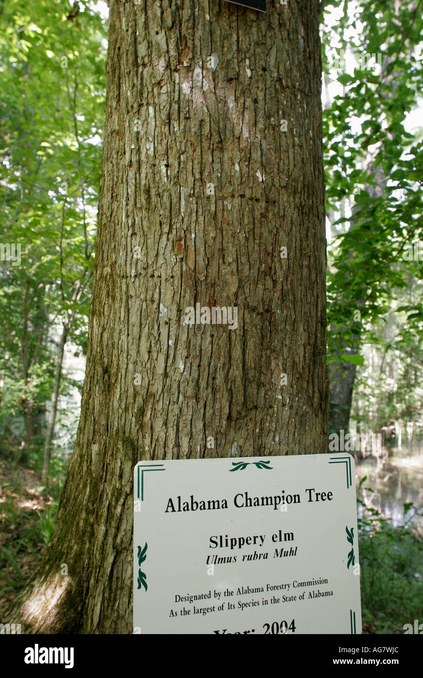 Hardwood Trees Of Alabama