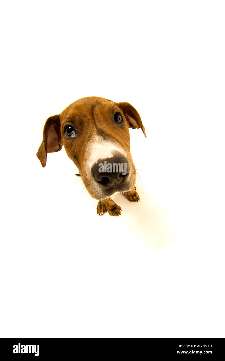 Dog eye angle hi-res stock photography and images - Alamy