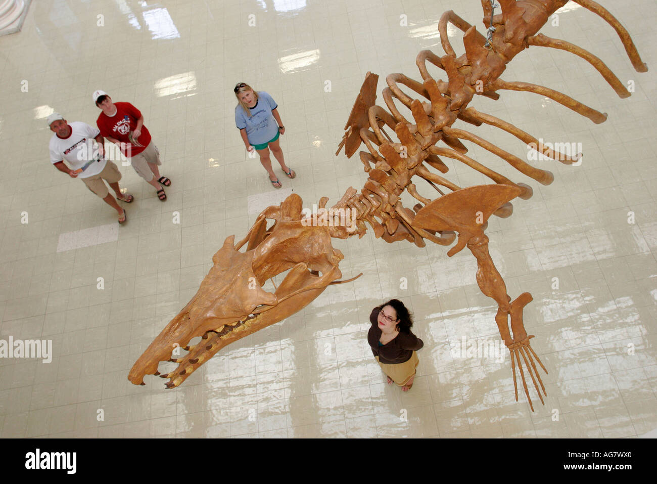 University of alabama museum of natural history hi-res stock ...