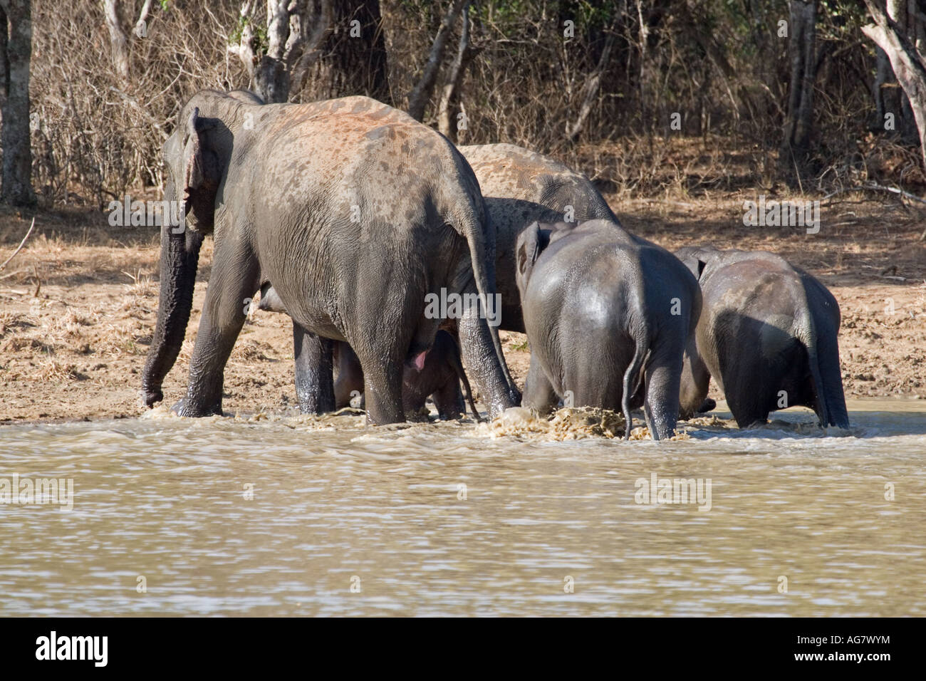 Human elephant conflict sri lanka hi-res stock photography and images ...