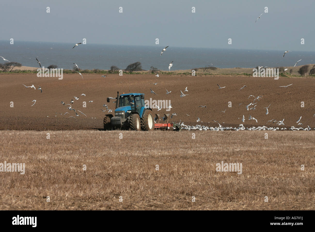 Tractor ploughing with gulls flying behind Stock Photo - Alamy