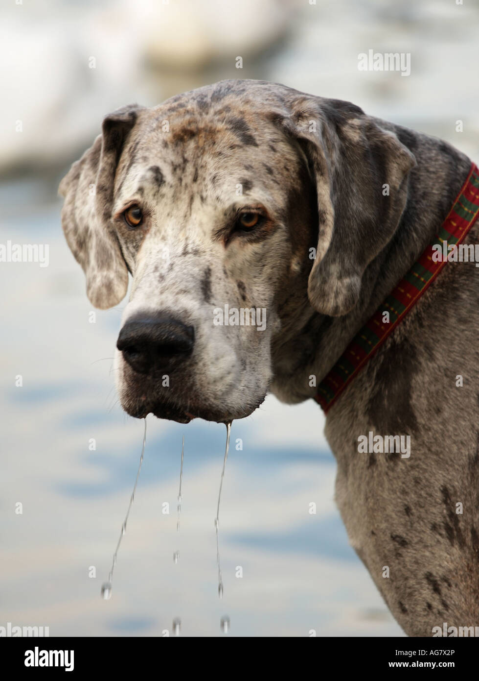 Boarhound hi-res stock photography and images - Alamy