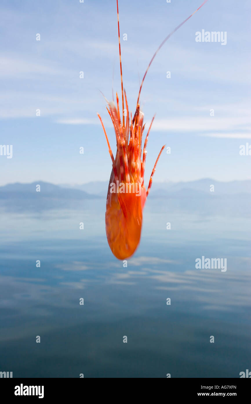 Spot prawns harvested via recreational fishing Sunshine Coast British ...