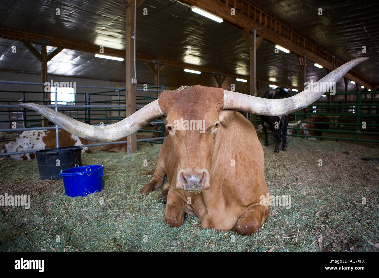 reddish brown Texas longhorn bull bovine lying down in stall Stock ...