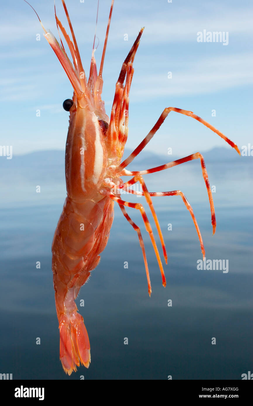 Spot prawns harvested via recreational fishing Sunshine Coast British ...