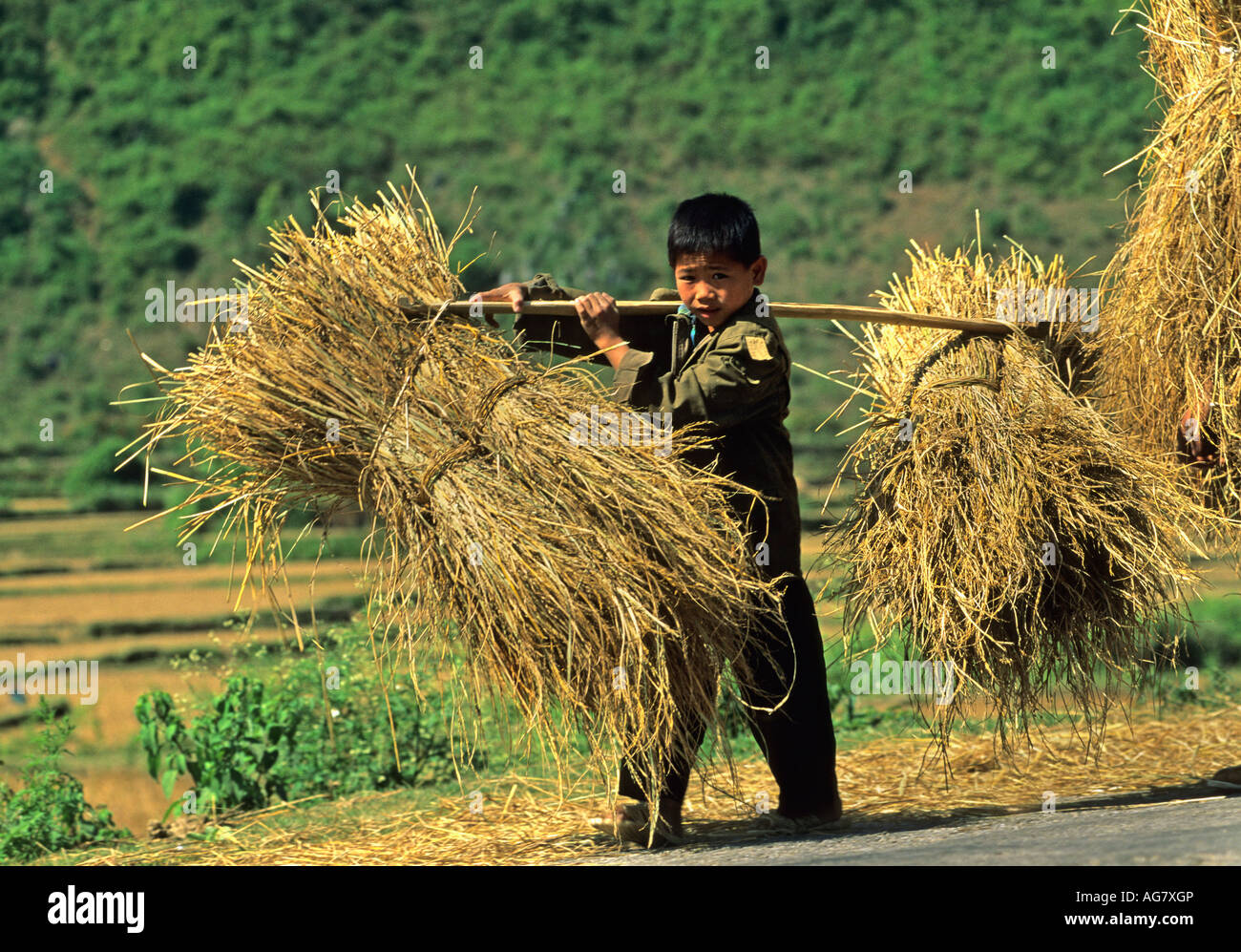 Vietnam Moc Chau Boy from Tay Hill Tribe carrying rice Stock Photo - Alamy