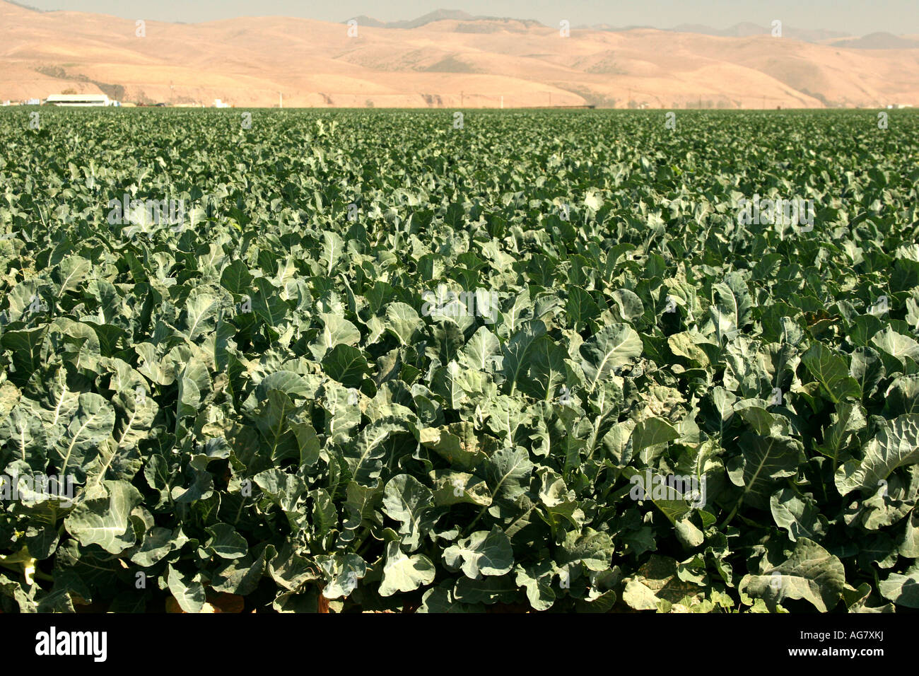 Barbara broccoli hi-res stock photography and images - Alamy