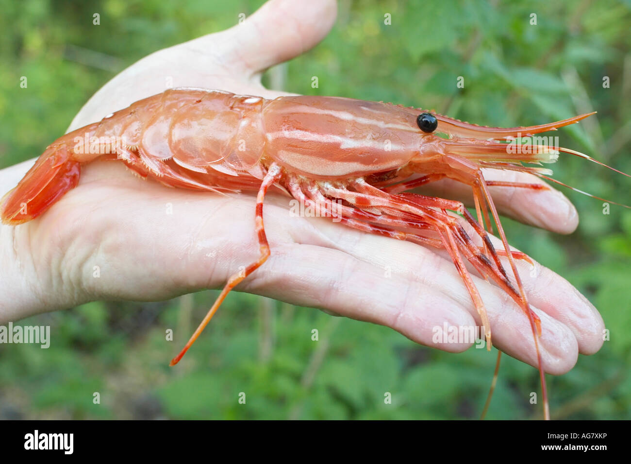 Spot prawns harvested via recreational fishing Sunshine Coast British ...