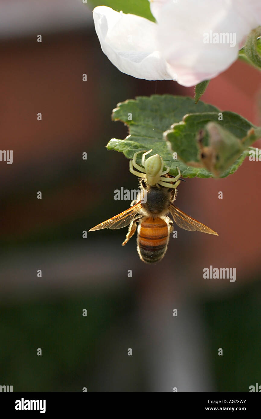 Spider bee hi-res stock photography and images - Alamy