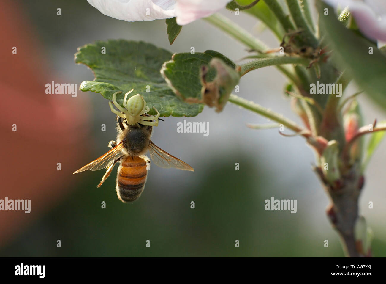 Spider eating hi-res stock photography and images - Alamy