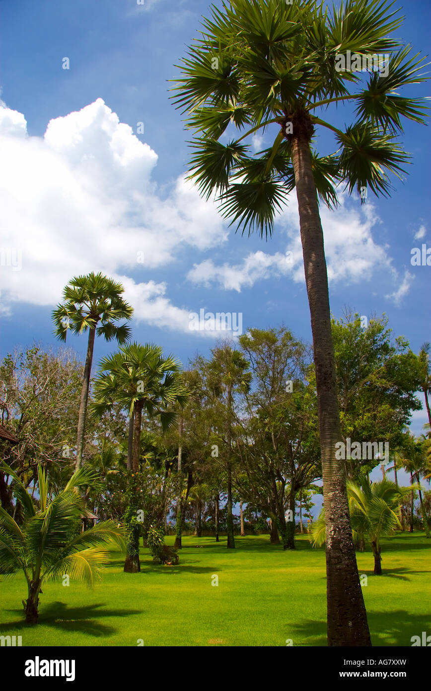 Plam trees in sky hi-res stock photography and images - Alamy