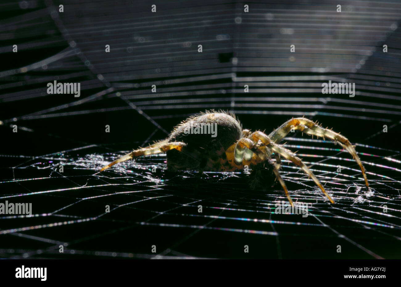 A female garden spider (Araneus diadematus) lies in wait for the unwary ...