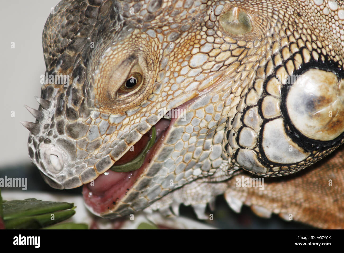 green iguana eating food Stock Photo - Alamy