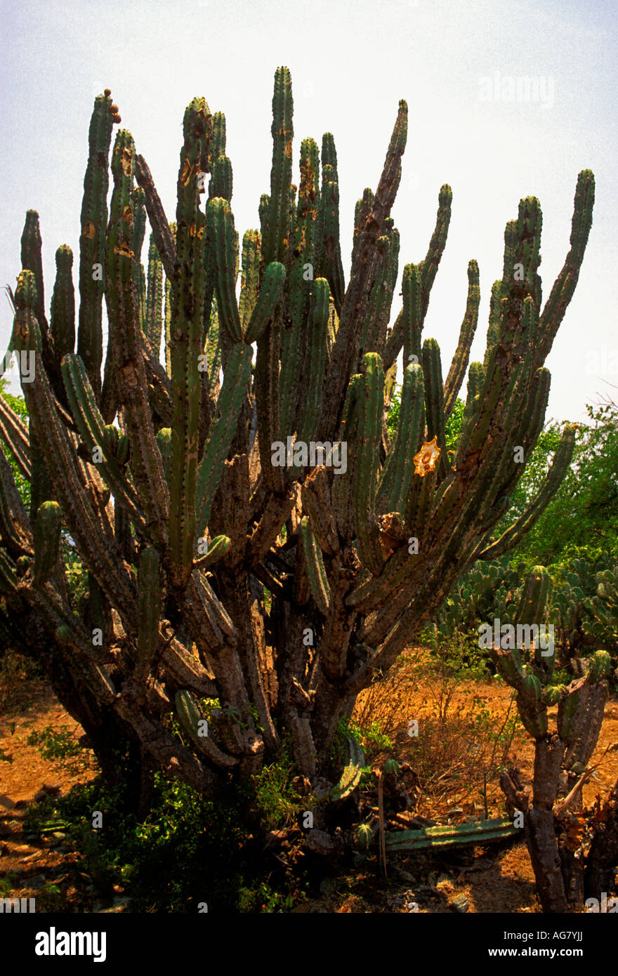 prickly pear cactus, cactus, cacti, Motagua River, near village of Dona ...