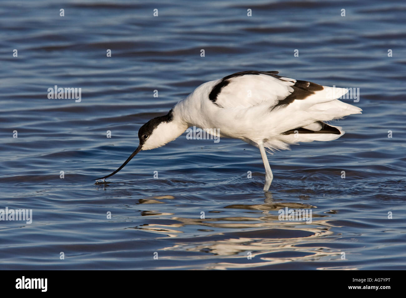 Picture avocet hi-res stock photography and images - Alamy