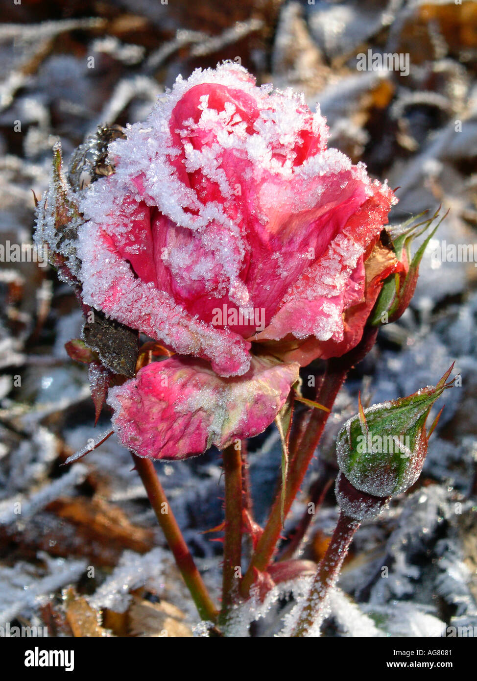 red frozen rose Stock Photo - Alamy